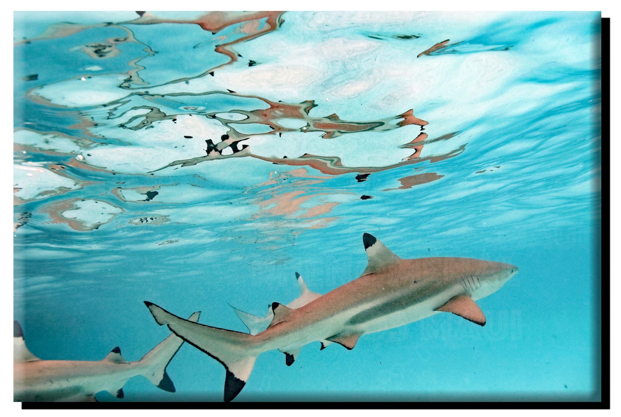 Black Tip Reef Sharks on Canvas – Phenomenal Photos Maui