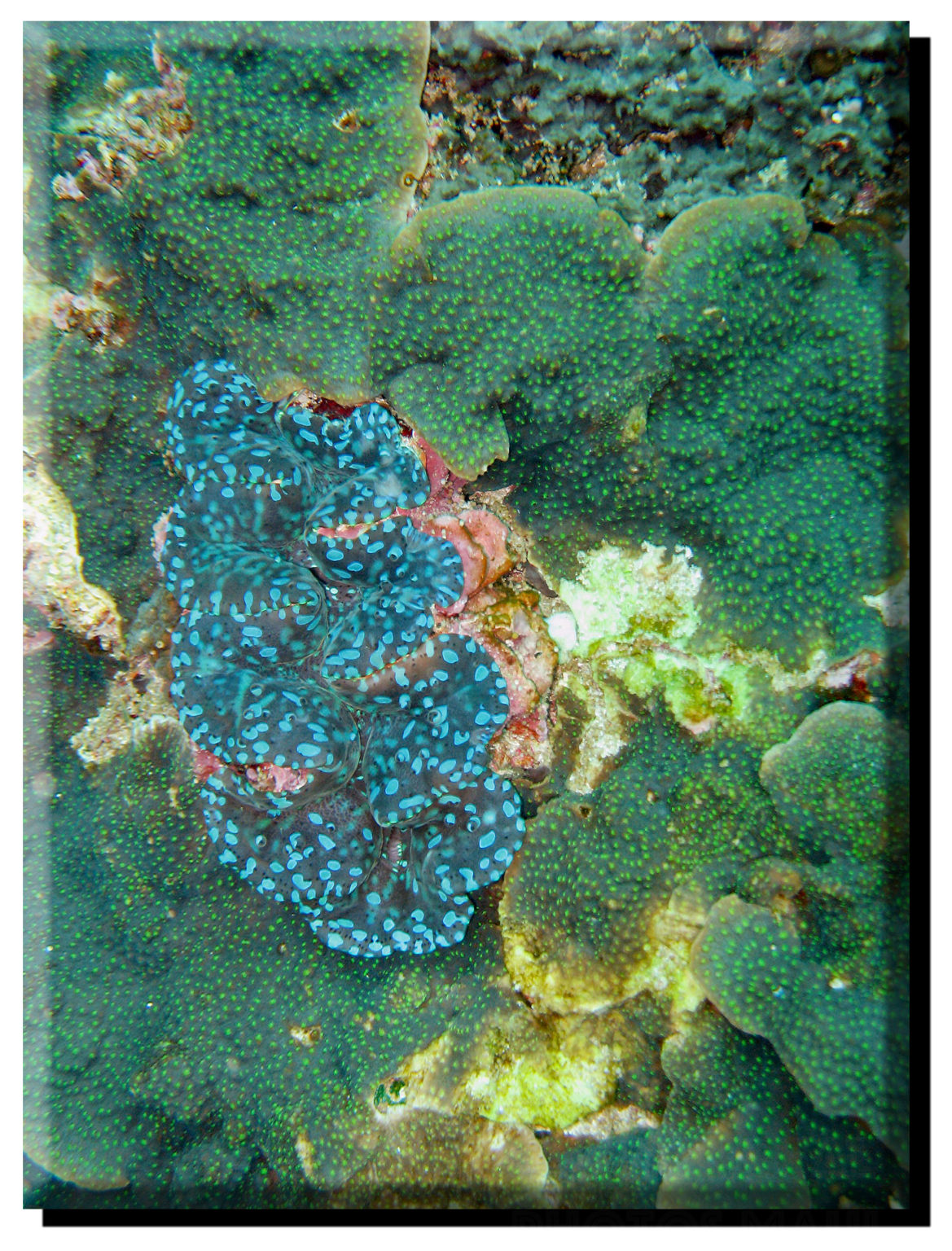 Giant Clam on Metal – Phenomenal Photos Maui