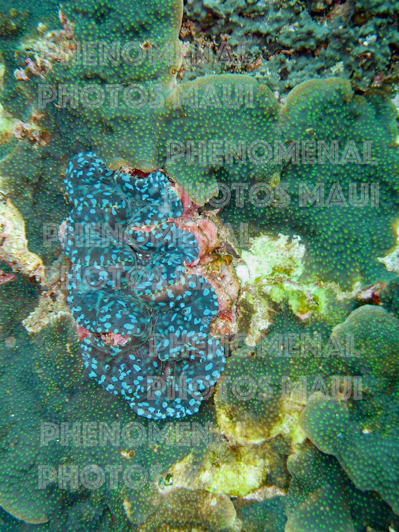 Giant Clam on Metal – Phenomenal Photos Maui