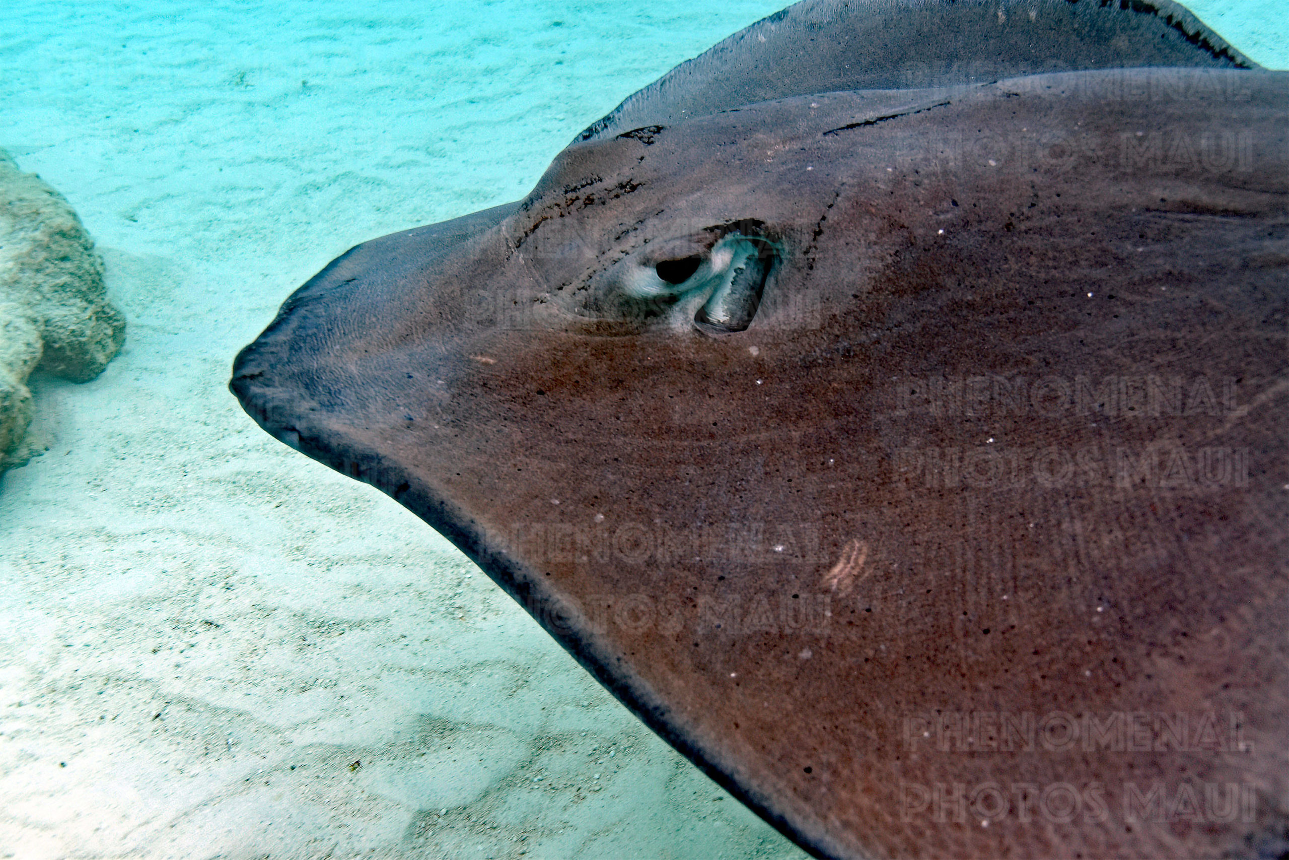 Moorea Stingray on Canvas - Phenomenal Photos Maui