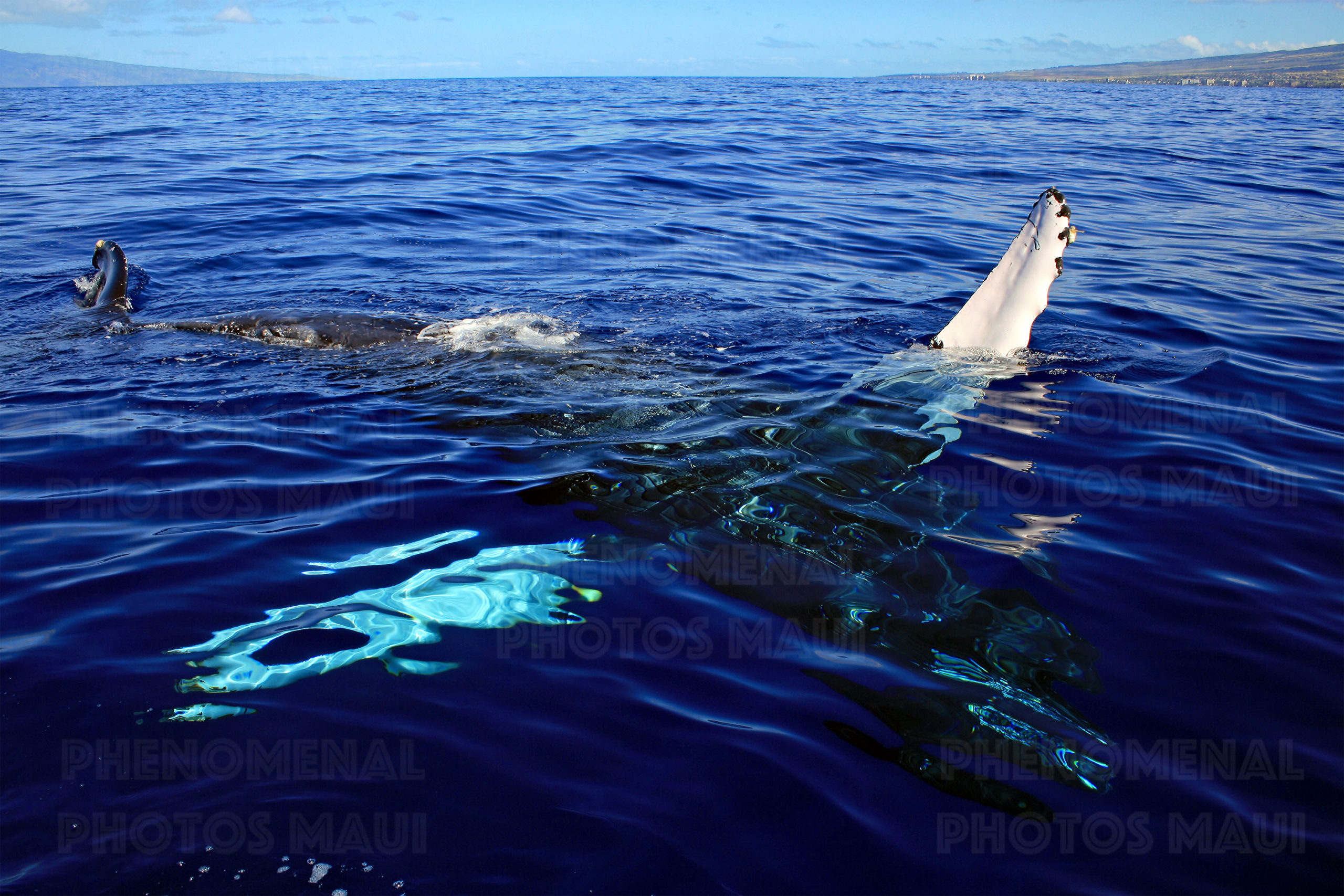 Humpback Whale Hug on Metal - Phenomenal Photos Maui